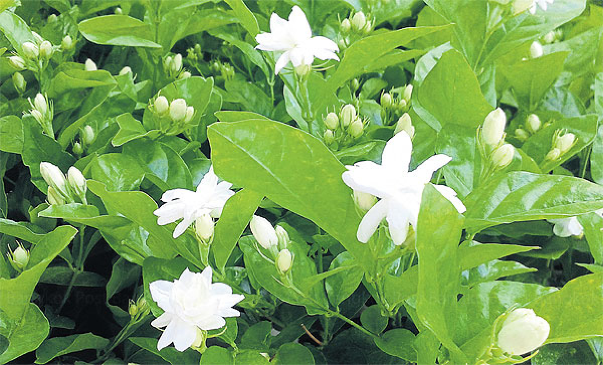 Bangkok Post - The mother of all blooms