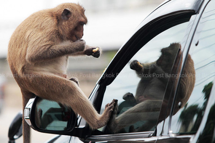 Bangkok Post - Some serious monkey business