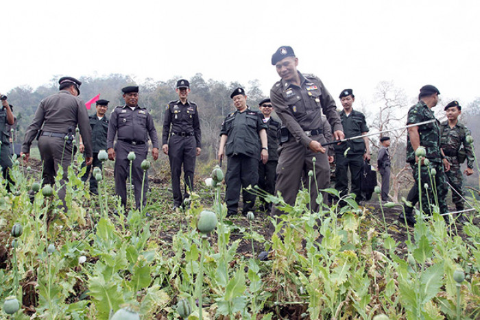 Bangkok Post - 1,871 rai of poppy fields destroyed