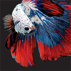 Bangkok Post - So Long and So Many Tanks For All The Fish