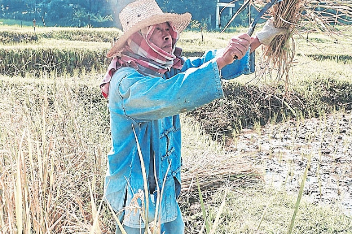 Bangkok Post - The five-star farm
