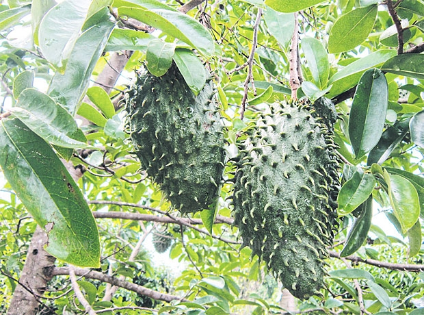 Bangkok Post - The fruits of your labour