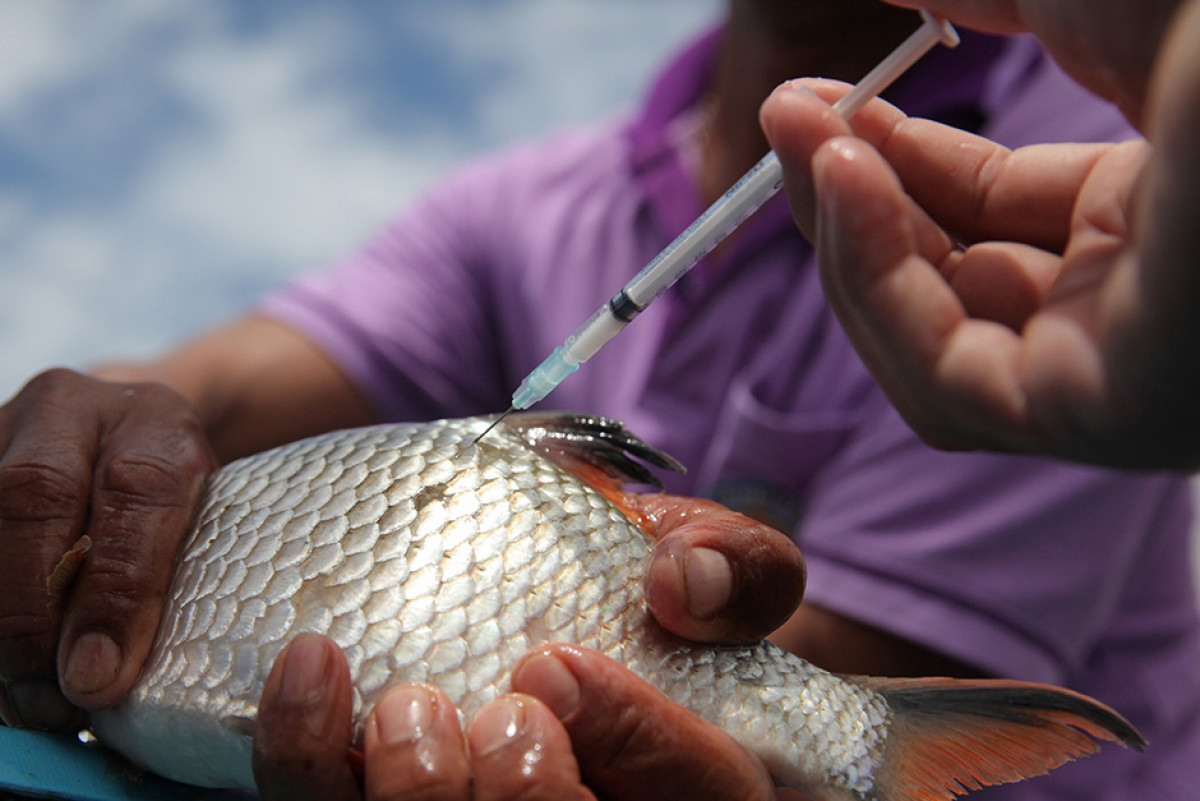 Fisheries officers inject fish with reproductive hormones to speed up ...