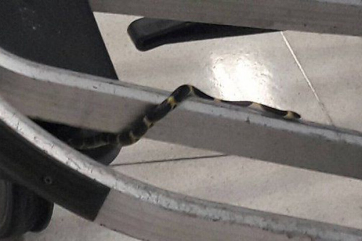 Bangkok Post - Suvarnabhumi apologises for snake found on luggage cart