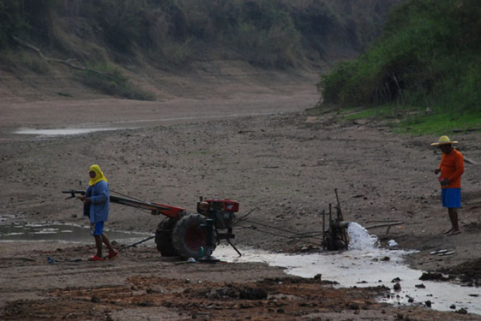 Bangkok Post - Rice growers drilling wells in dry riverbed