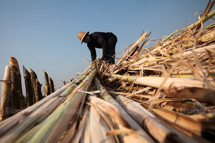 Bangkok Post - Sugar-output estimate trimmed as drought shrivels crops