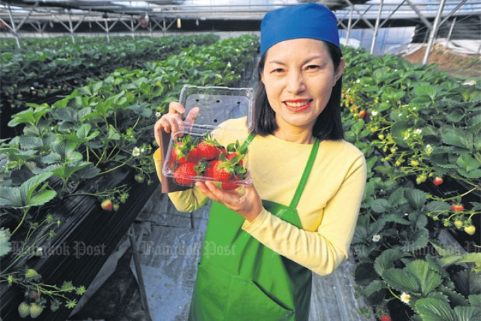 Bangkok Post - The perfect dalki