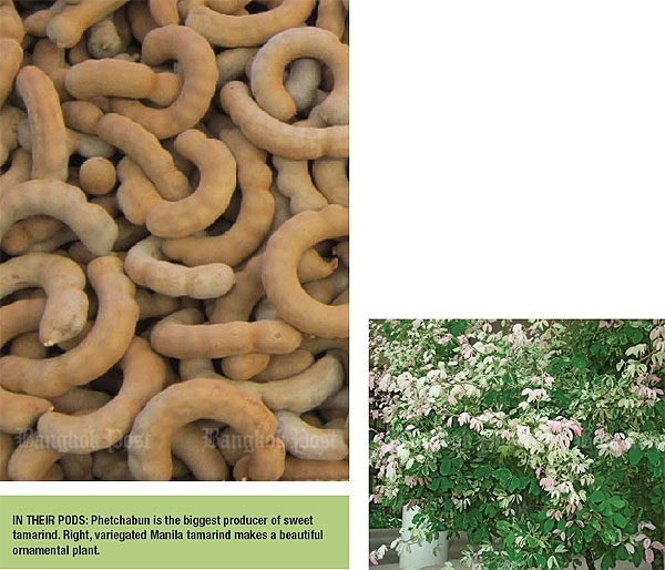 Bangkok Post - Why tamarind seems to keep a peeling