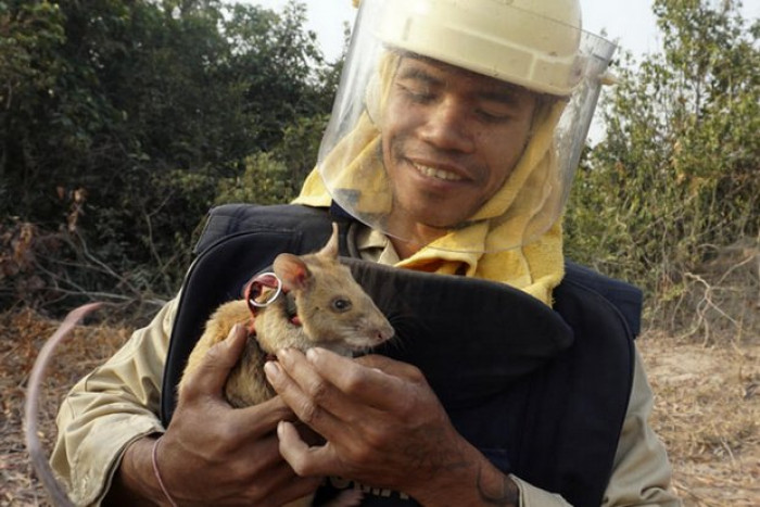 Bangkok Post - Team of smart rats sniffing out decades worth of landmines