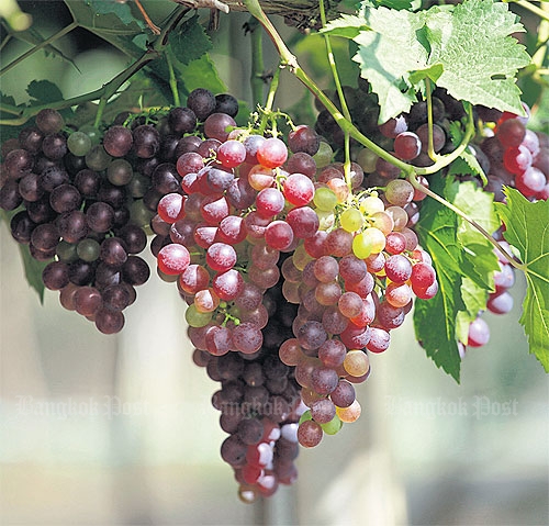 Bangkok Post - Grape escape to the vineyard