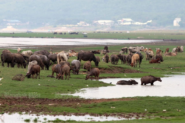 Bangkok Post - Drought exposes old road behind Lam Takhong dam