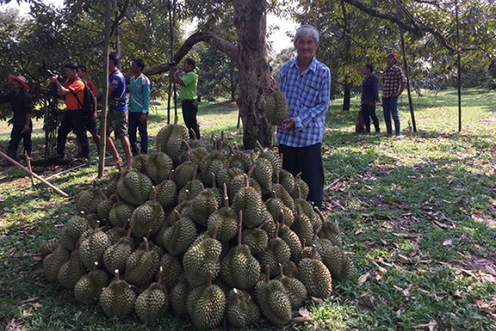 Bangkok Post - Single durian tree yields 599kg of fruit