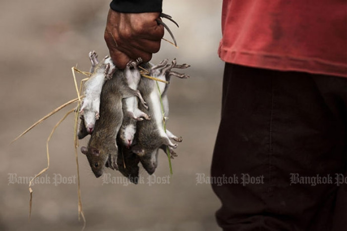 Bangkok Post - Hundreds of paddy rat carcasses seized, smugglers caught
