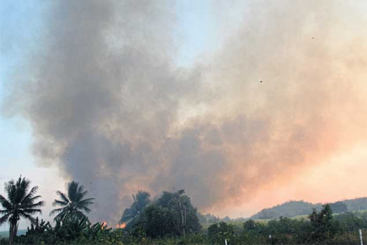 Bangkok Post - Razing 'cane