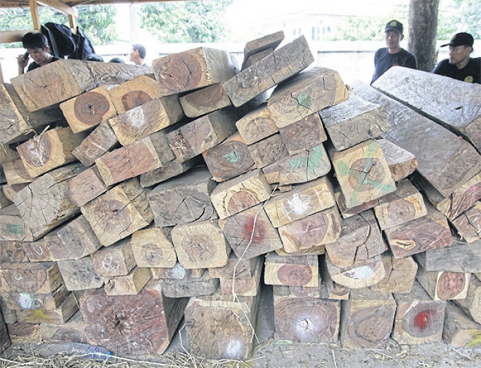 Bangkok Post - 11 held, precious timber seized in illegal logging blitz