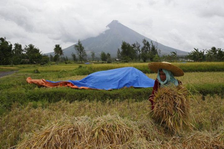 Bangkok Post - Philippines lifts rice output losses as drought bites