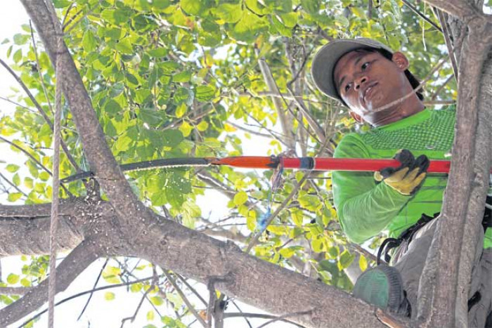 Bangkok Post - BMA 'bungling tree care and maintenance' in Bangkok