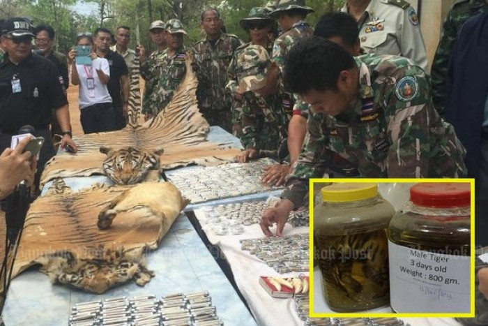 Bangkok Post - 30 more dead cubs found