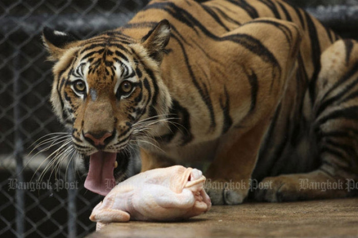 Tiger Eating Chicken