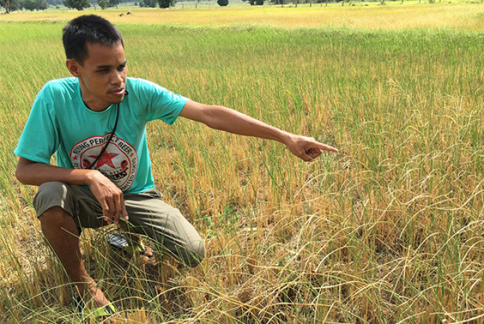 Bangkok Post - Rice fields wither from lack of rain in Surin