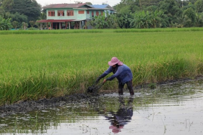 Bangkok Post - Farmers brace as river water diverted to farms to ease ...