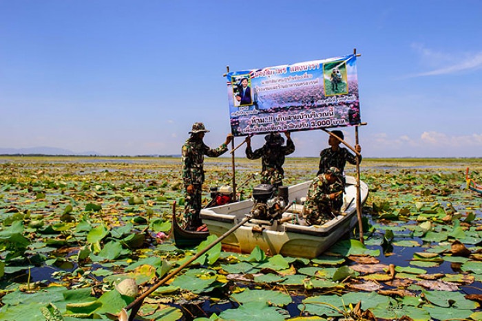 Bangkok Post - Lotus picking banned at Bung Boraphet