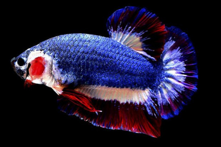 Bangkok Post - Flag-coloured 'fighting fish' sold for B53,500