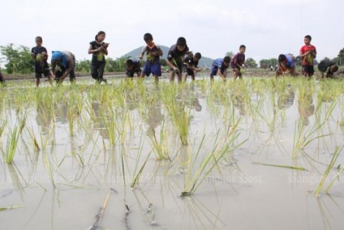 Bangkok Post - Organic rice a saviour for struggling farmers