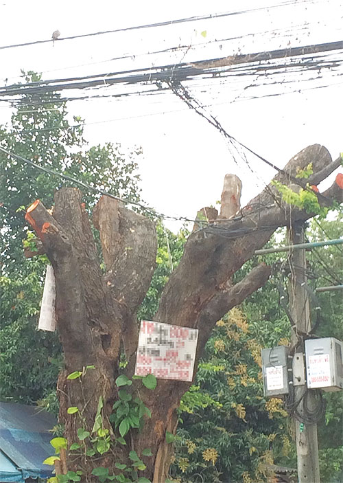 Bangkok Post - Another tree falls in our rootless society