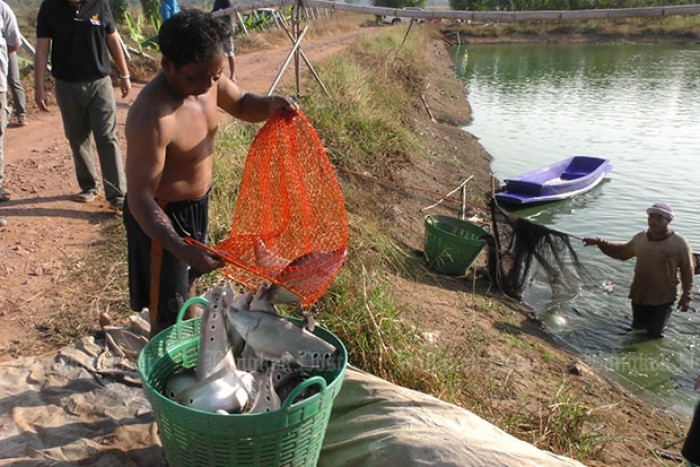 Bangkok Post - Fish raisers struggle as 'pla krai' price tumbles