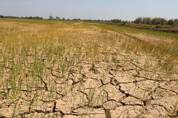 Bangkok Post - Farmers may lose 84,000 rai of off-season crops