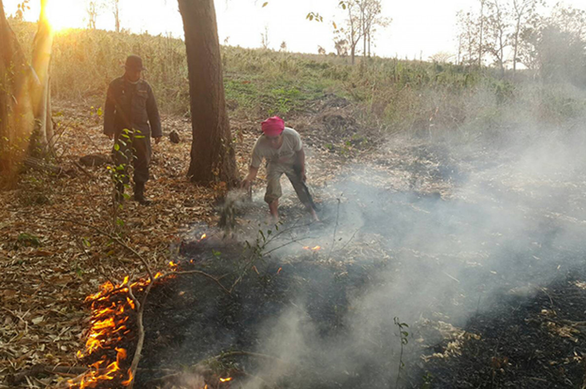 Bangkok Post - Firebug caught burning forest in Lampang