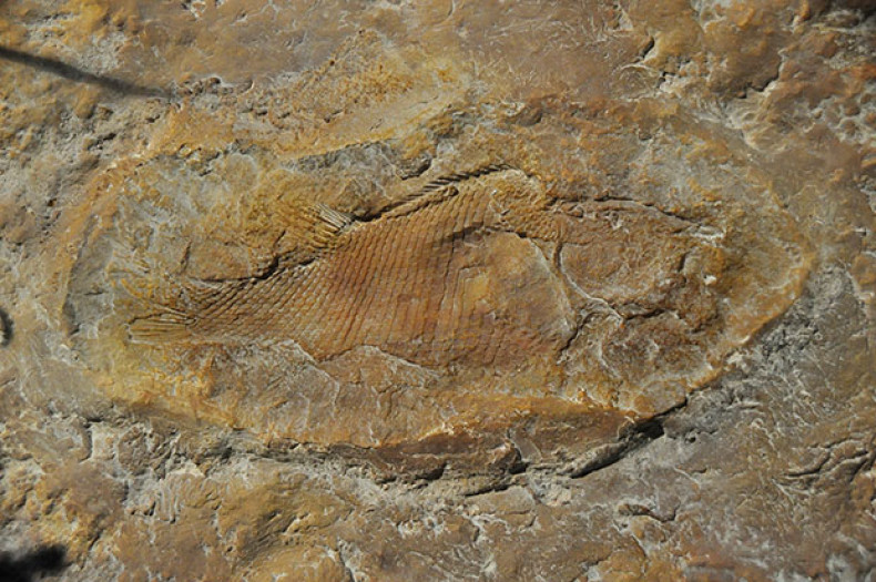 Bangkok Post - New fossilised fish species discovered in Thailand