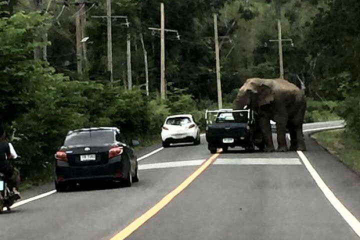 Bangkok Post - Wild elephants block trucks for pineapples