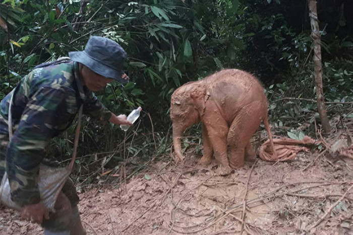 Bangkok Post - Baby elephant trapped in deep hole rescued