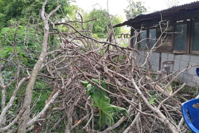 Bangkok Post - Woman's tree ordeal ends