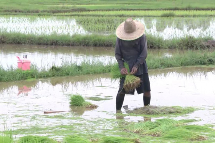 Bangkok Post - Rice crop insurance scheme draws little interest