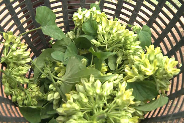 Bangkok Post - Edible flower brightens life for Khon Kaen farmers