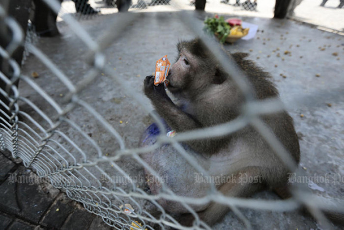 Bangkok Post - Lazy, fat macaque for release after strict diet