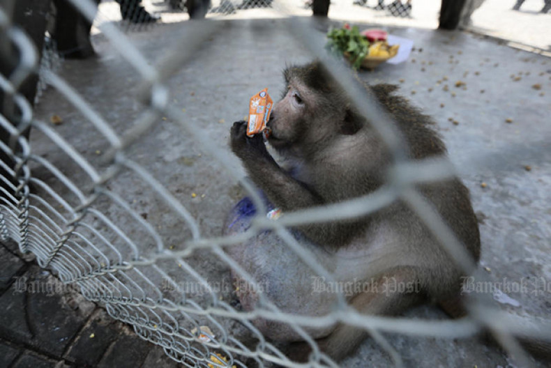 Bangkok Post - Lazy, fat macaque for release after strict diet