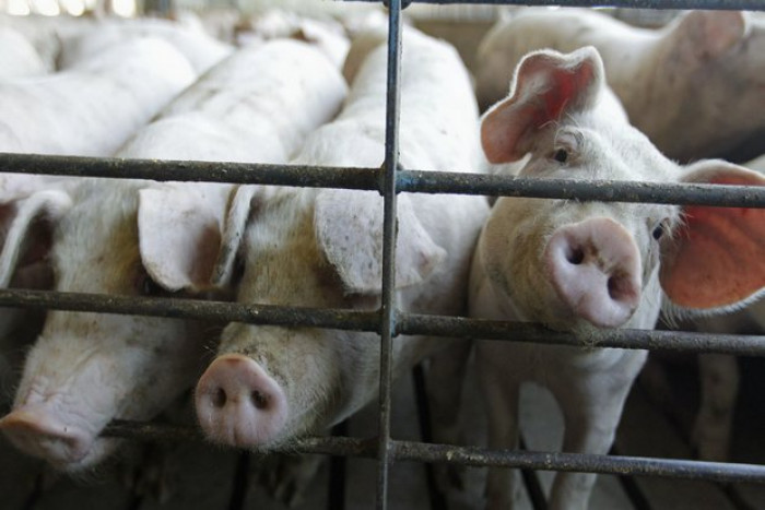 Bangkok Post - Prayut: No US pork deal yet