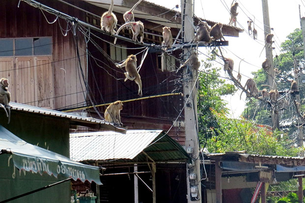 Bangkok Post - Rascal monkeys again pillaging homes, shops