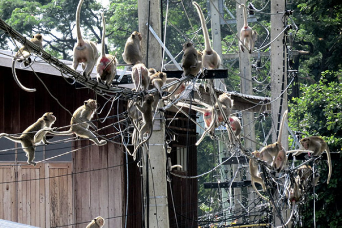 Bangkok Post - Rascal monkeys again pillaging homes, shops