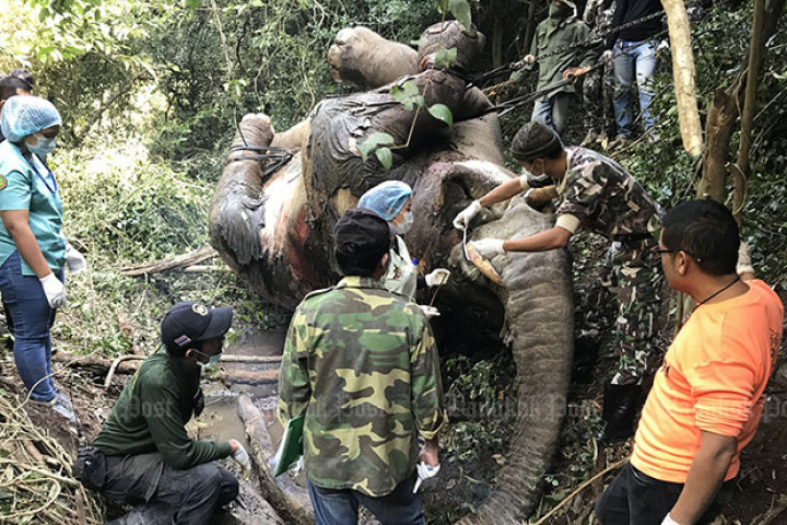 Bangkok Post - Hunt for killers of wild elephant