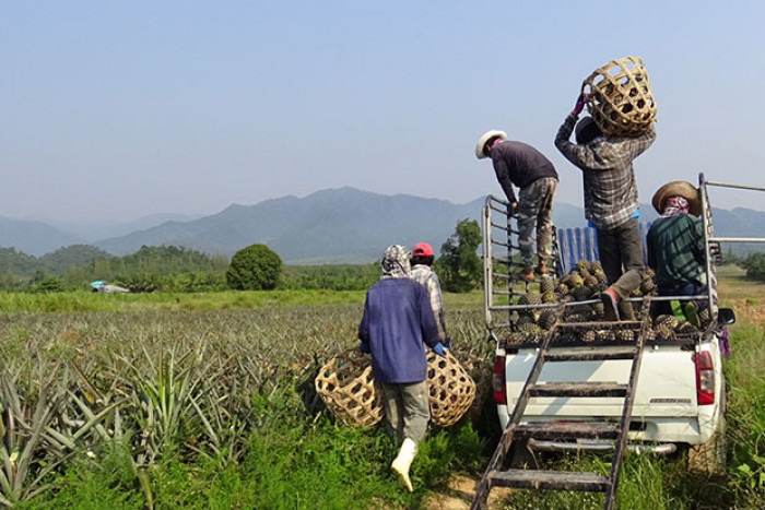 Bangkok Post - Kui Buri fruit farmers adjust to life with wild jumbos