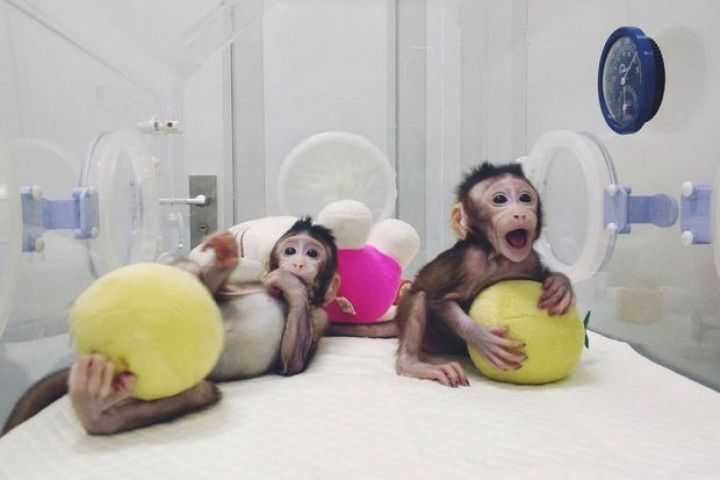 Bangkok Post - Chinese break key barrier by cloning monkeys