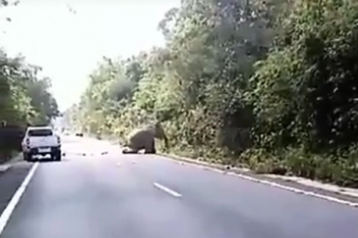 Bangkok Post - Search for elephant hit by truck in wildlife sanctuary