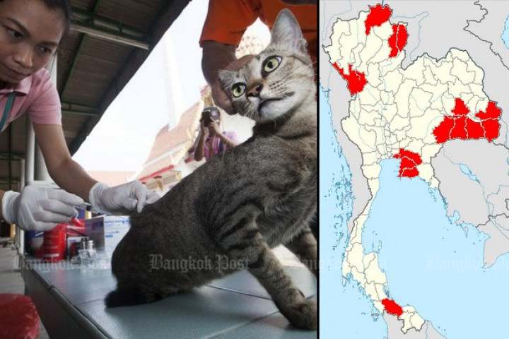 Bangkok Post - 13 provinces are 'rabies red zones'