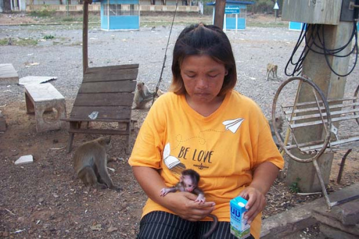 Bangkok Post - Untrained woman saves baby monkey with C-section