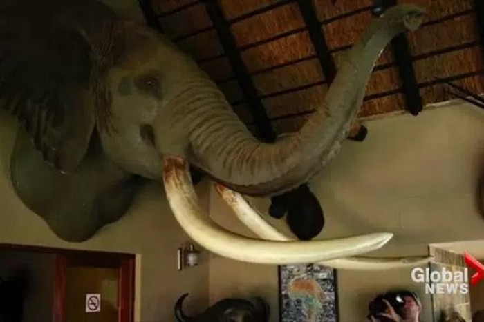 Bangkok Post - US reverses, will again allow elephant trophies